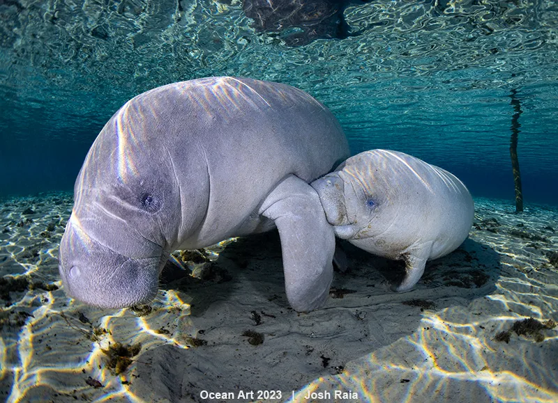 Các hình ảnh ấn tượng tại 2023 Ocean Art Photography - ONTOP.vn